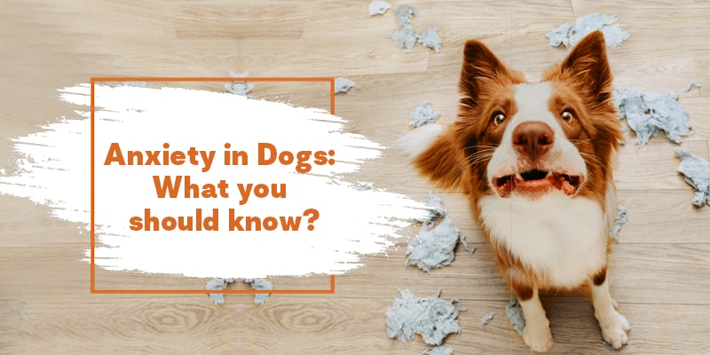 Dog Anxiety - CALM DOGS® "The World's Best Dog Anxiety Calming Aid"